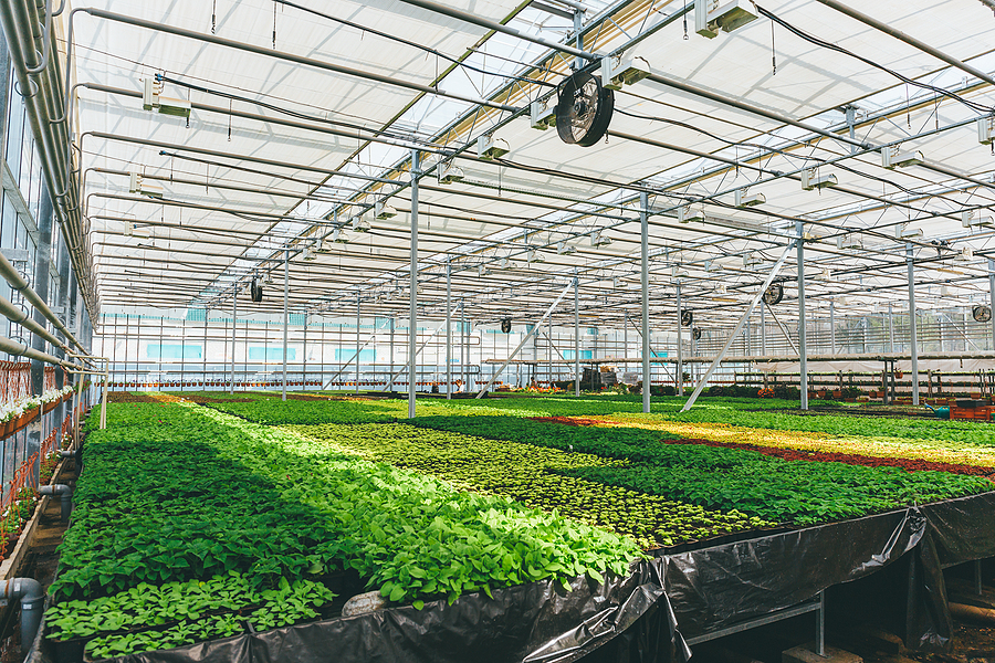 Specialist Horticultural, Greenhouse & Nursery Irrigation Systems